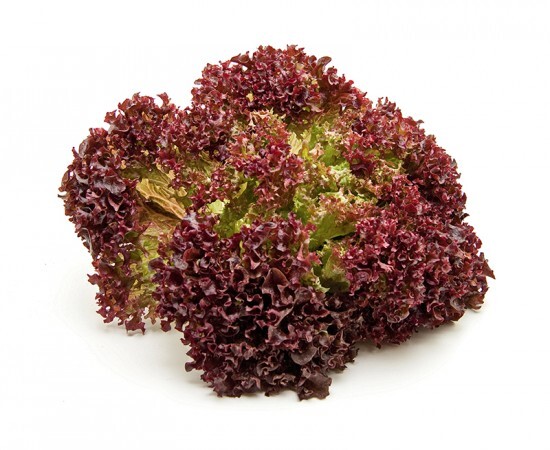 Alface Roxa Frisada :: Frutas Cerejinha